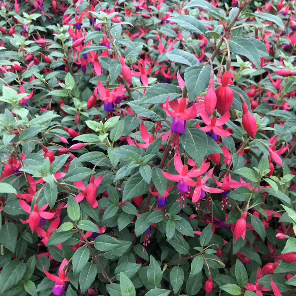 Fuchsia 'Baby Blue Eyes' (5.5" Pot) | Little Prince of Oregon Nursery