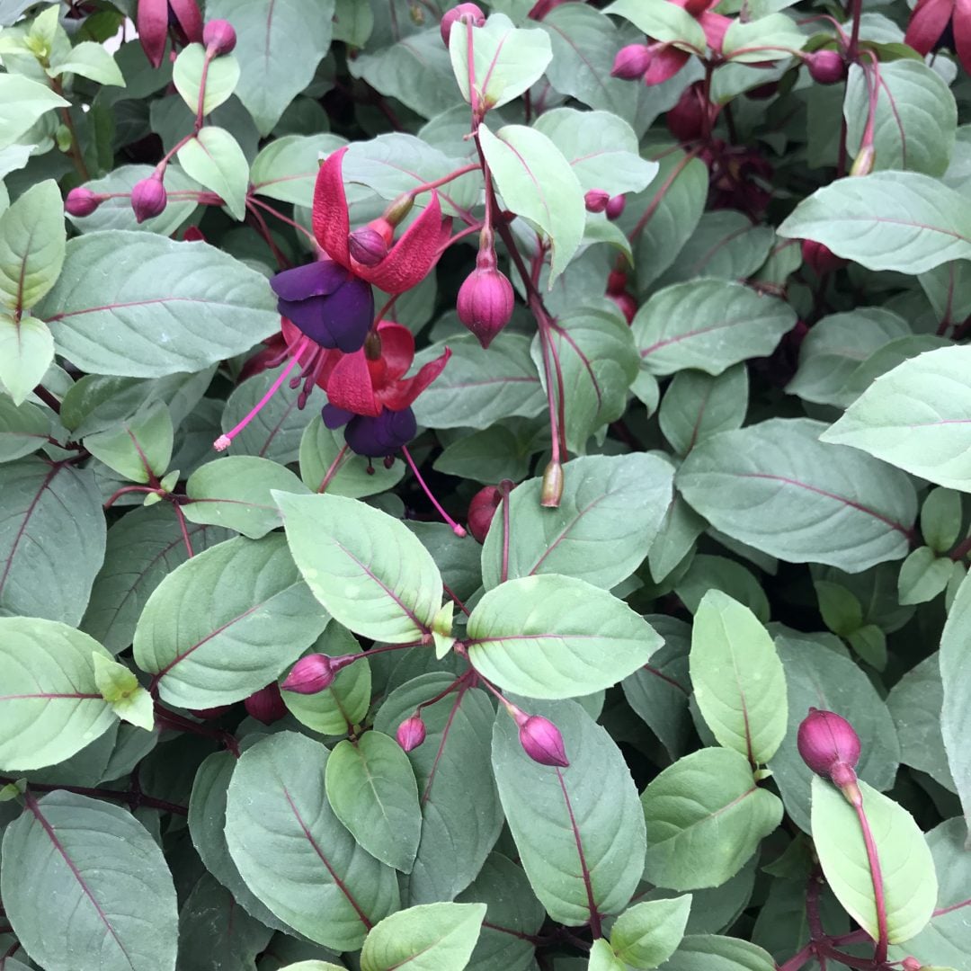 Fuchsia 'DebRon's Smokey Blues' (#1 Round) | Little Prince of Oregon ...
