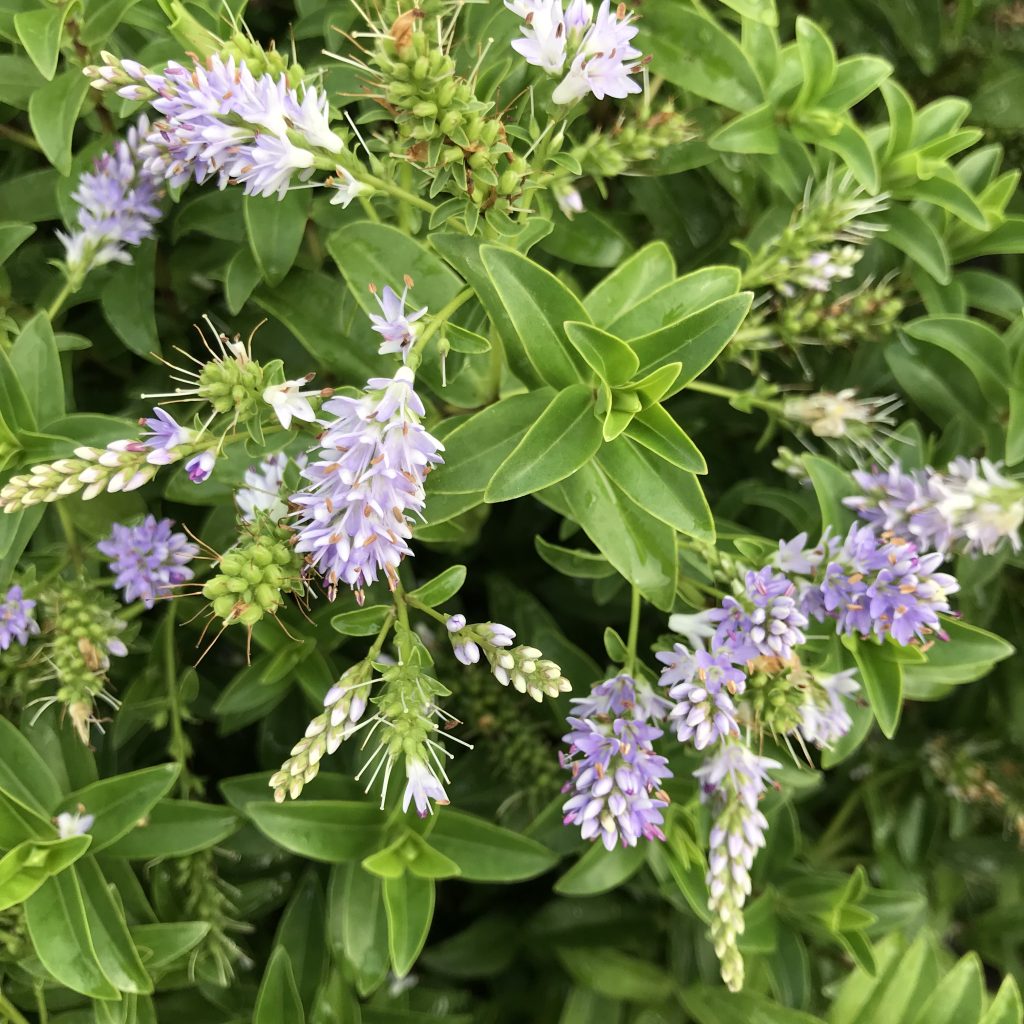 Hebe buxifolia - Boxwood Hebe (4.5" Pot) | Little Prince To Go