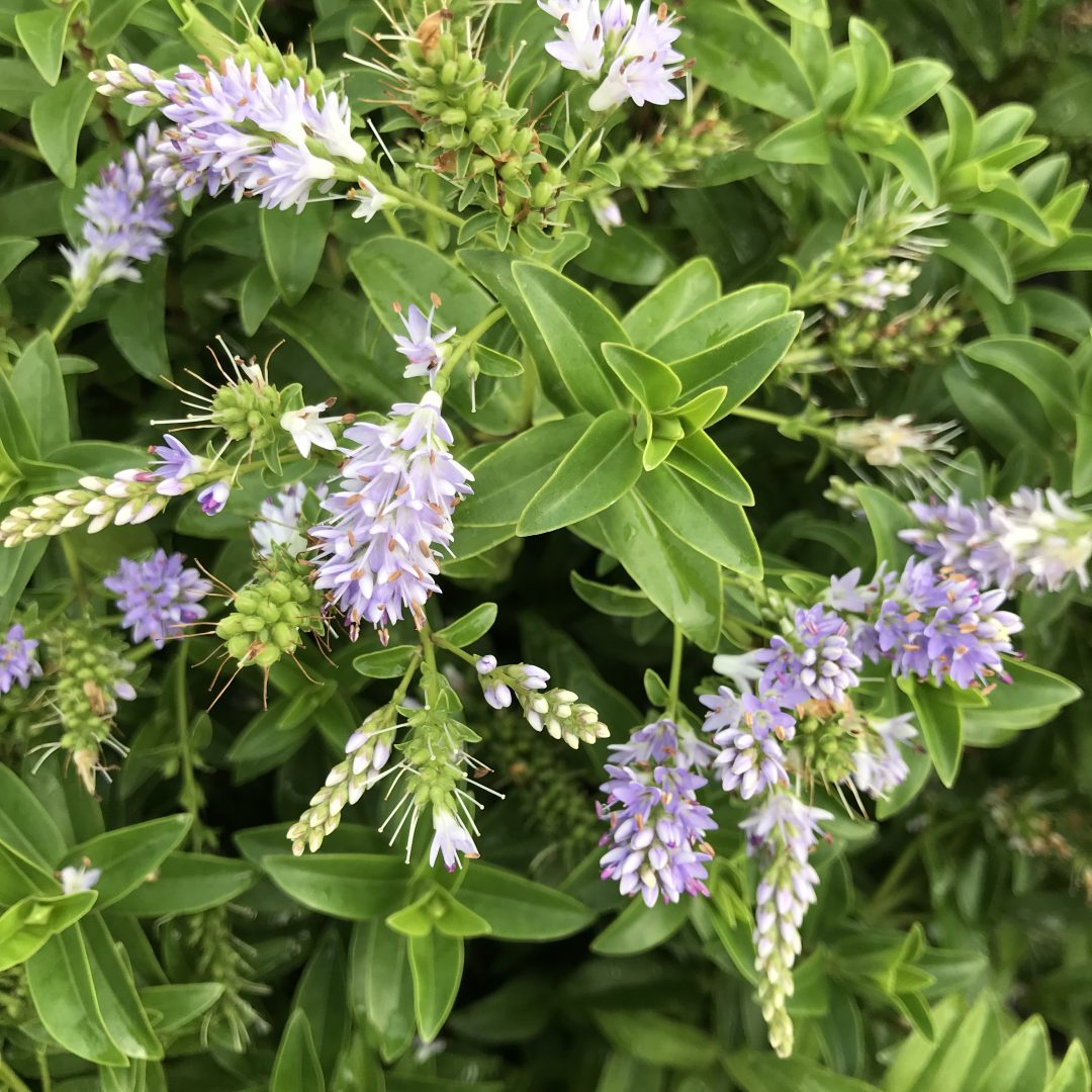 Hebe buxifolia - Boxwood Hebe (4.5" Pot) | Little Prince To Go