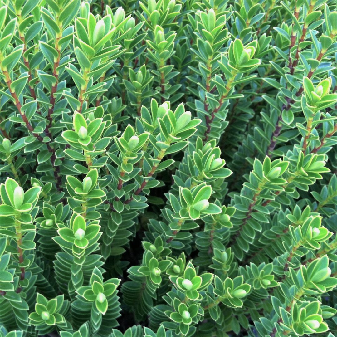 Hebe buxifolia - Boxwood Hebe (4.5" Pot) | Little Prince of Oregon Nursery