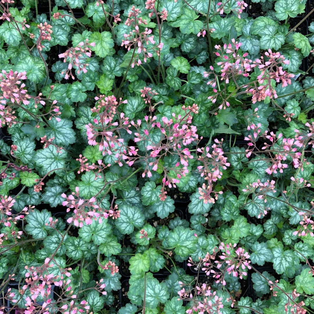 Heuchera Little Cutie™ 'Peppermint' - (4.5" Pot) | Little Prince of ...