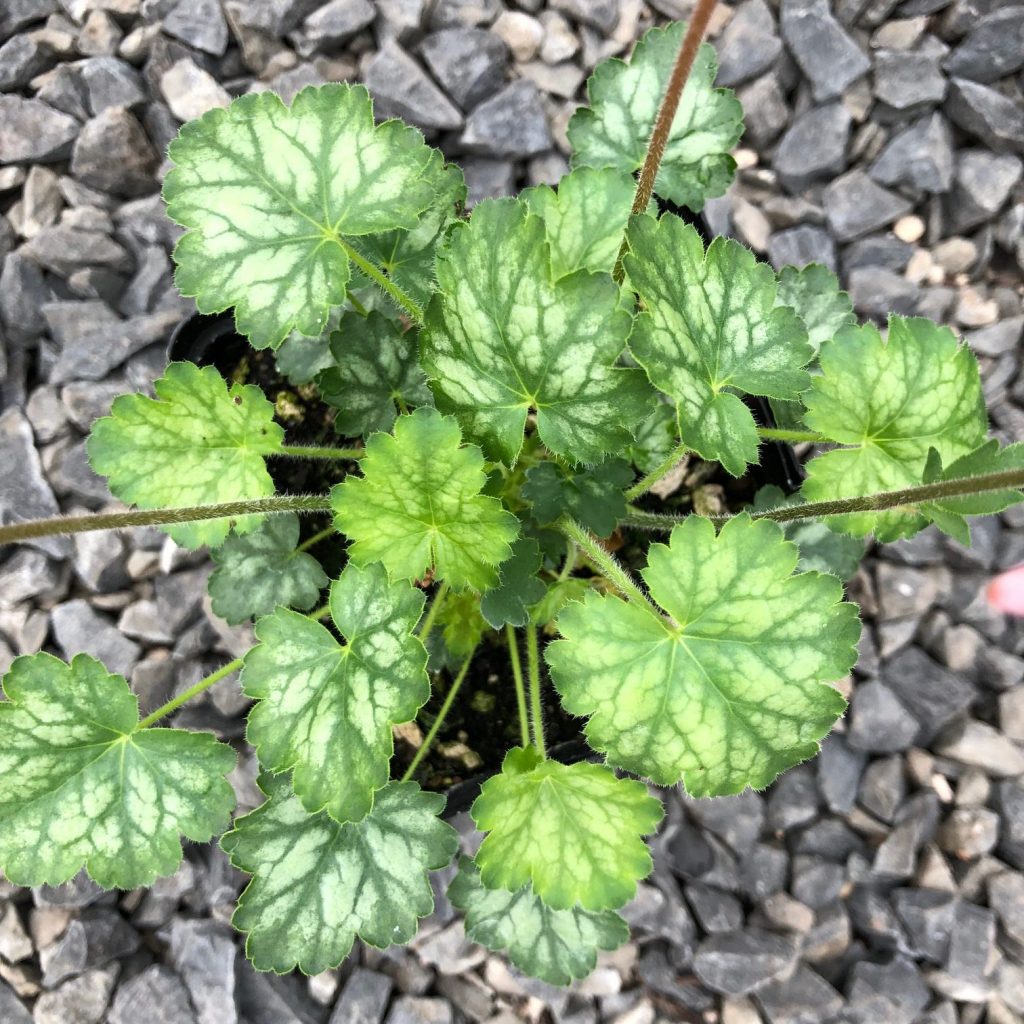 Heuchera Little Cutie™ 'Peppermint' - (4.5" Pot) | Little Prince of ...