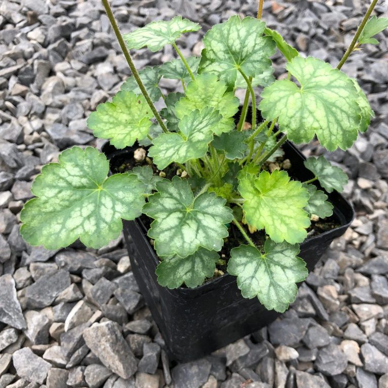 Heuchera Little Cutie™ 'Peppermint' - (4.5" Pot) | Little Prince of ...