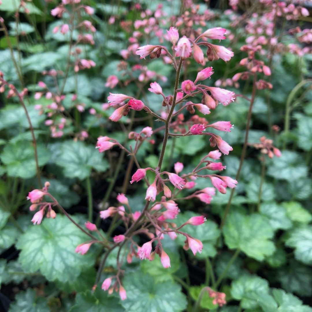 Heuchera Little Cutie™ 'Peppermint' - (4.5" Pot) | Little Prince of ...
