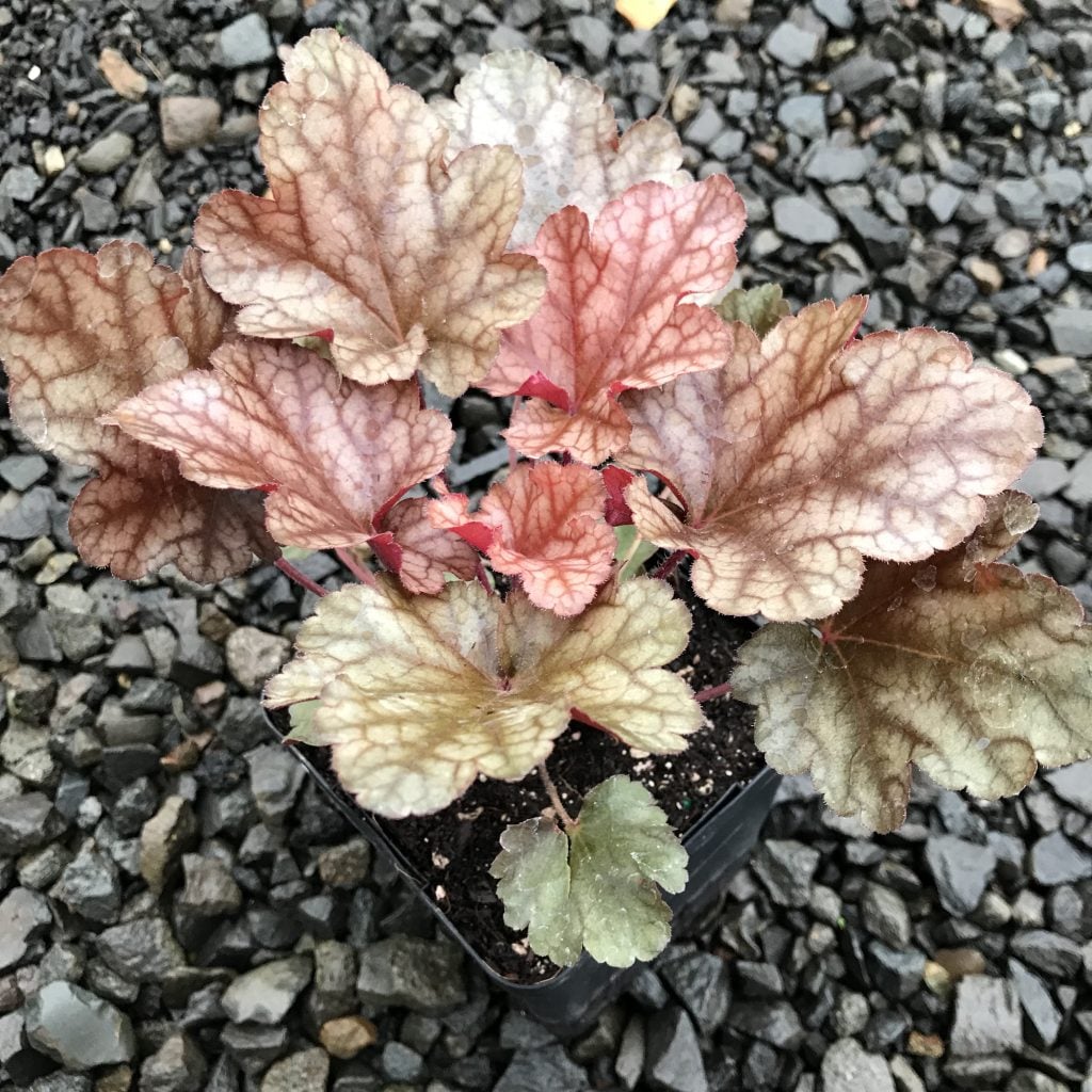 Heuchera 'Peach Flambé' - Coral Bells (4.5" Pot) | Little Prince of ...