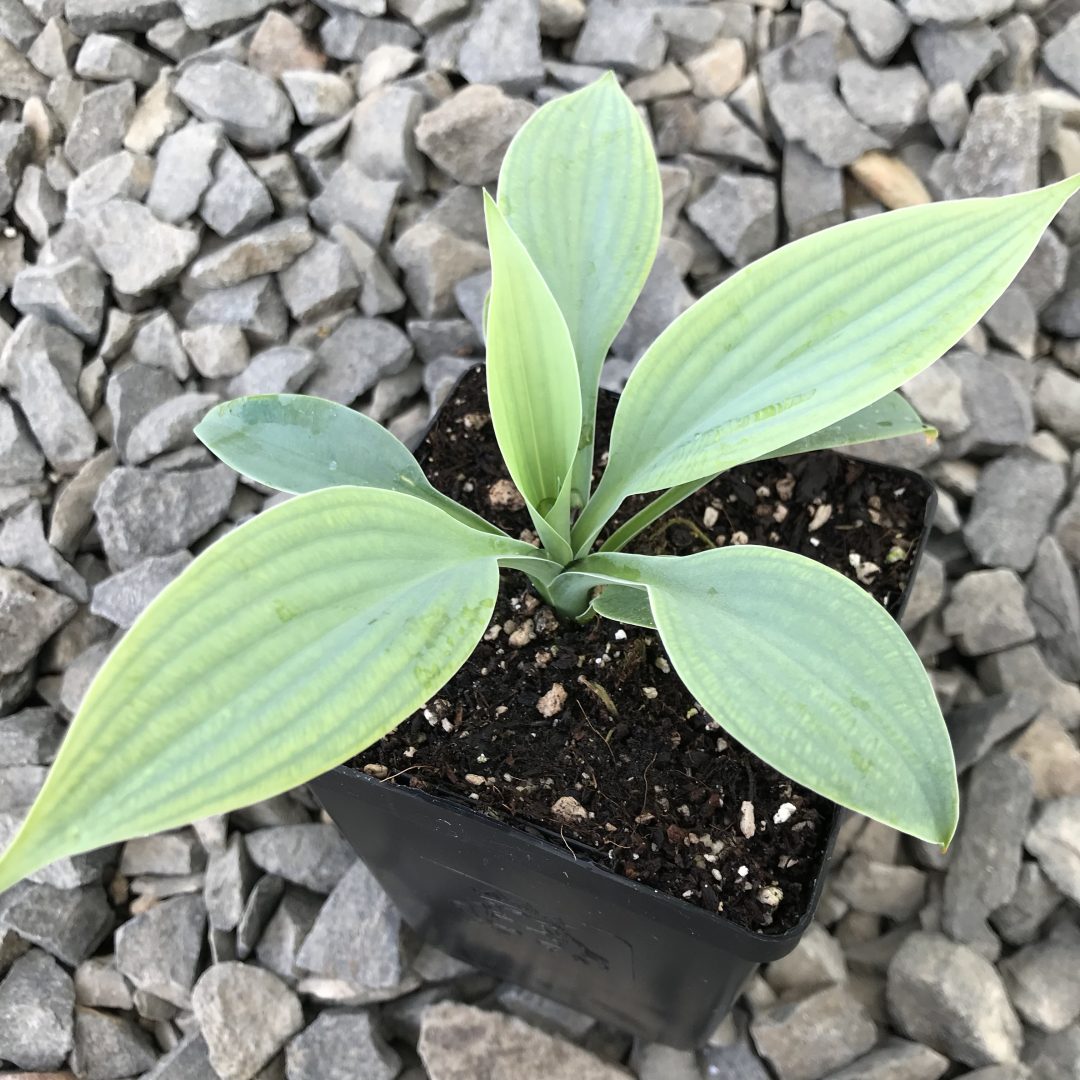 Hosta 'Fragrant Blue' - Plantain Lily (3.5" Pot) | Little Prince of ...