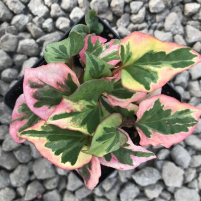Houttuynia cordata 'Chameleon' - Chameleon Plant (3.5" Pot) | Little ...
