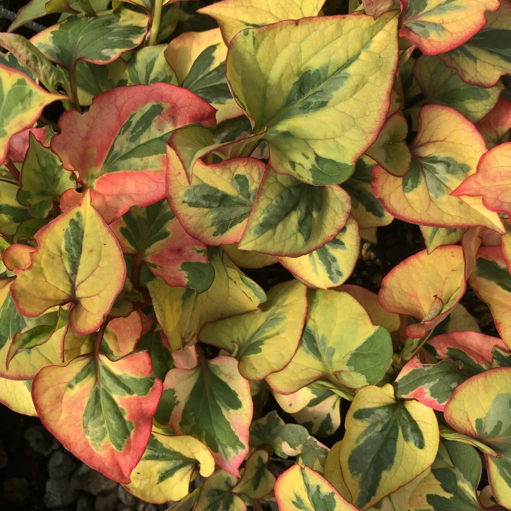 Houttuynia cordata 'Chameleon' - Chameleon Plant (3.5" Pot) | Little ...