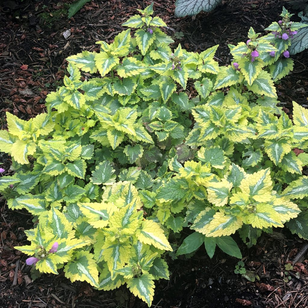 Lamium maculatum Golden Anniversary - Deadnettle USPP#11783 (3.5" Pot ...