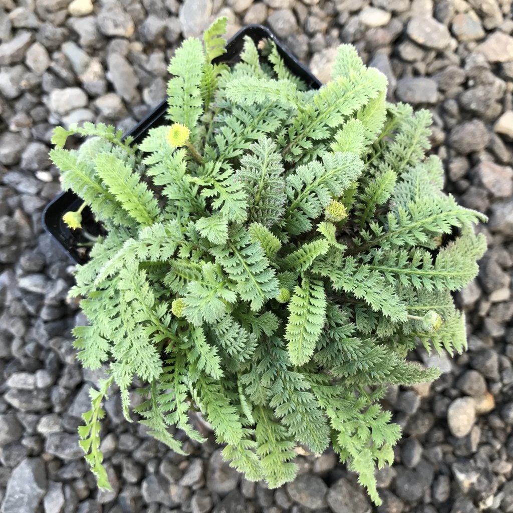 Leptinella squalida - New Zealand Brass Buttons (3.5" Pot) | Little ...
