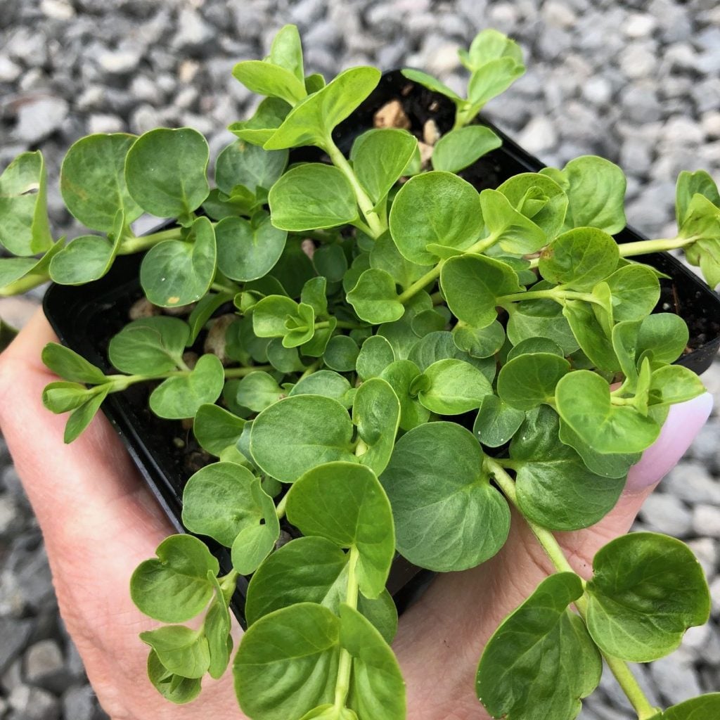 Lysimachia nummularia 'Aurea' - Golden Jenny (3.5" Pot) | Little Prince ...