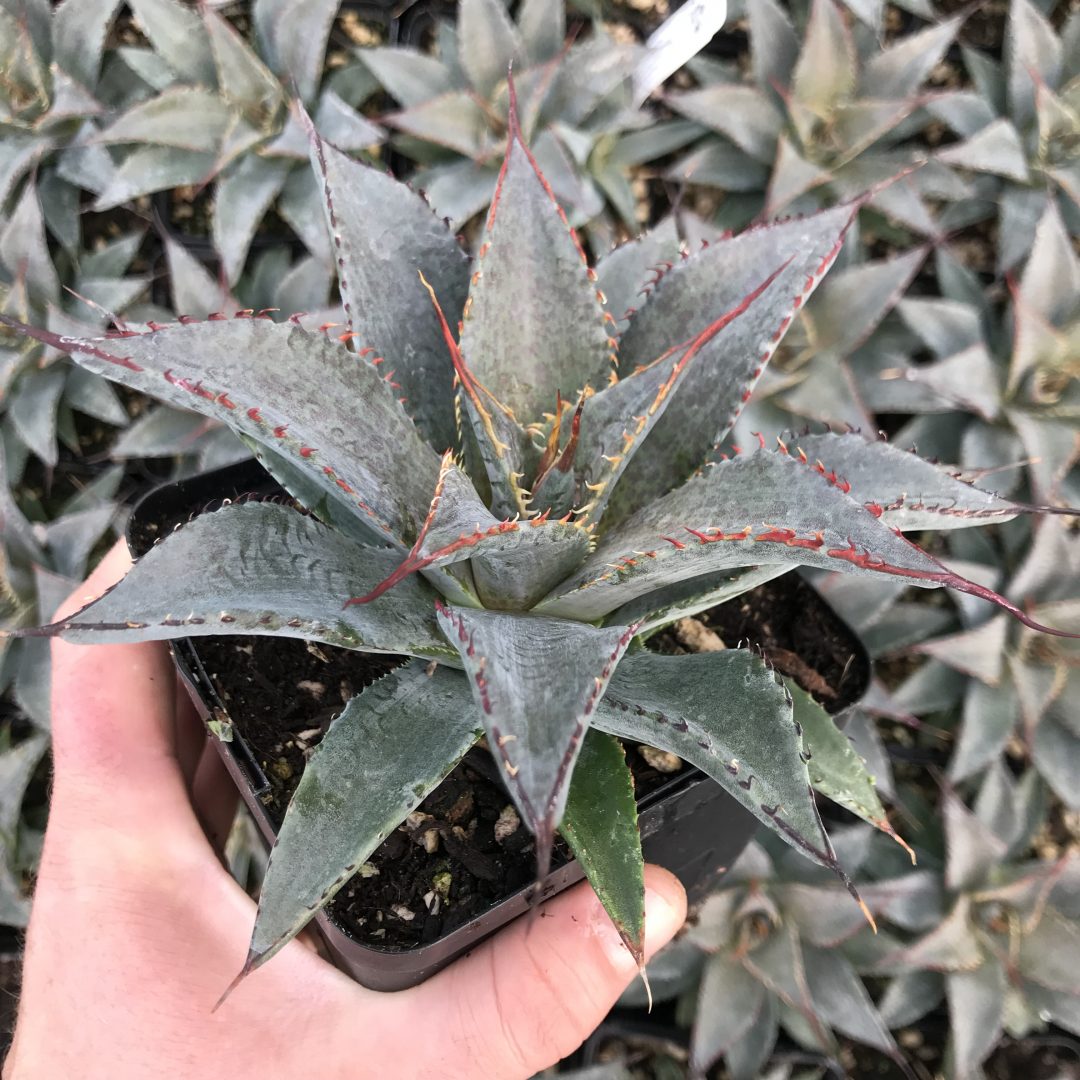 Mangave Mad About Mangave® 'Black Magic' - PPAF (4.5" Pot) | Little ...