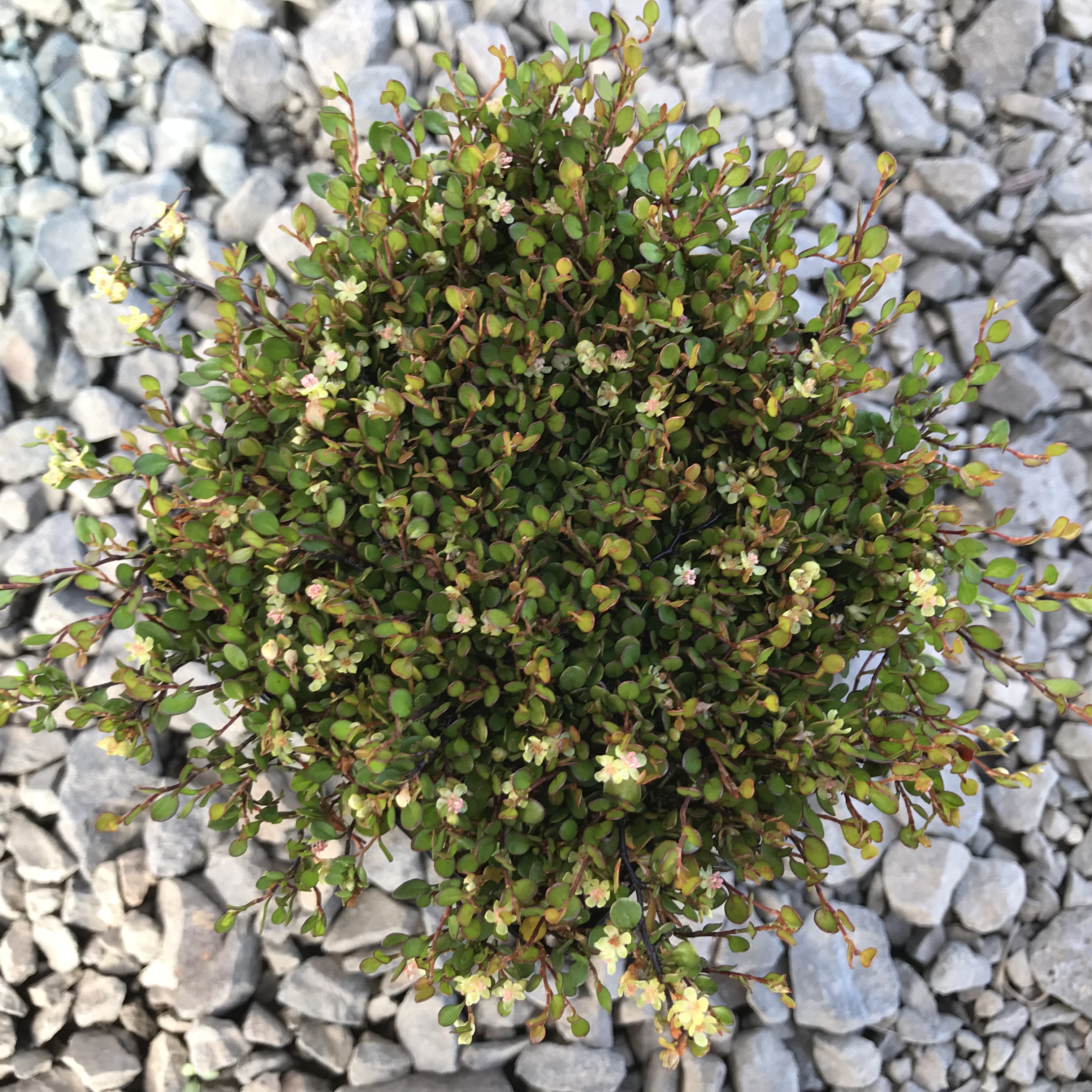 Muehlenbeckia Axillaris Creeping Wire Vine Muehlenbeckia Axillaris