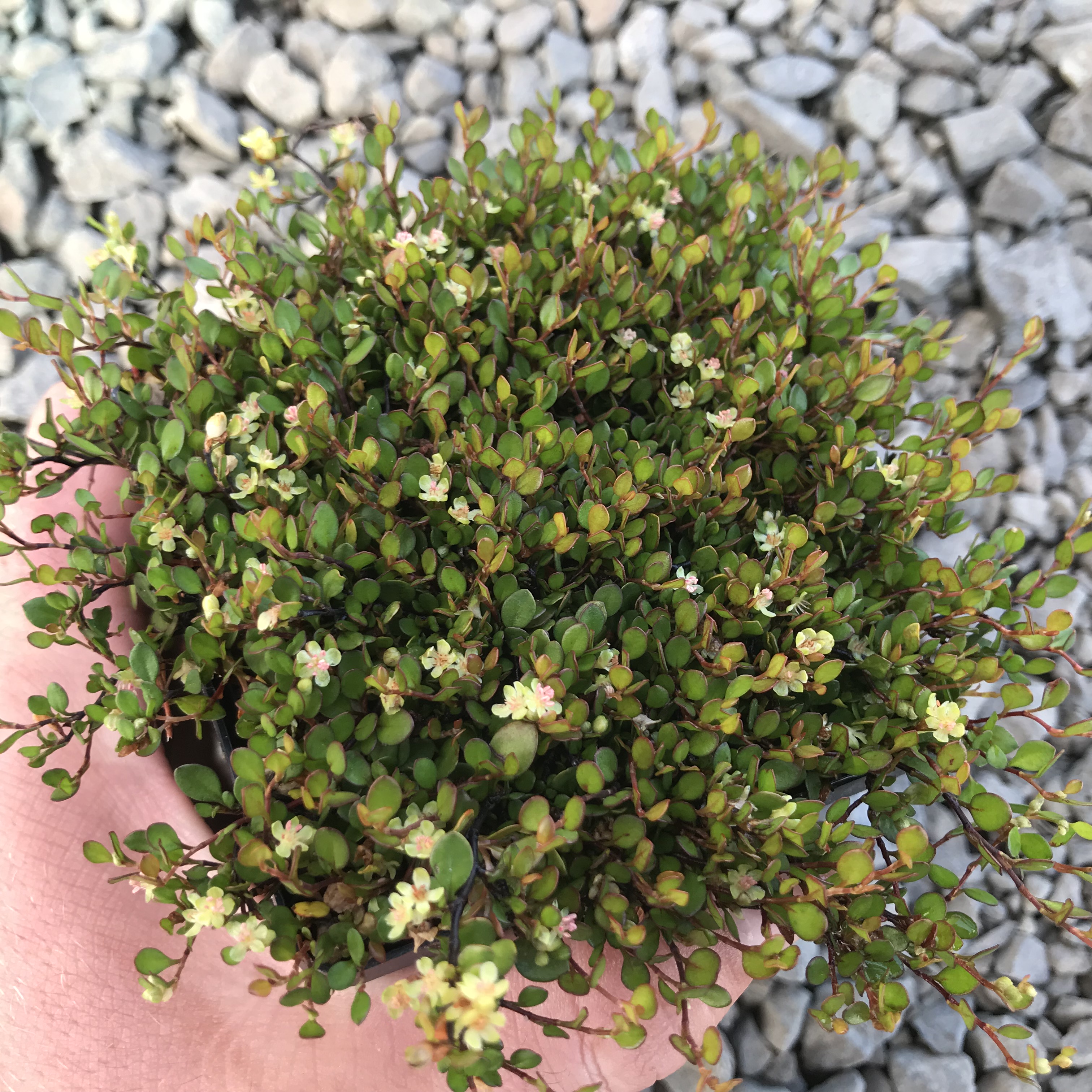 Muehlenbeckia axillaris - Creeping Wire Vine (3.5" Pot) | Little Prince ...