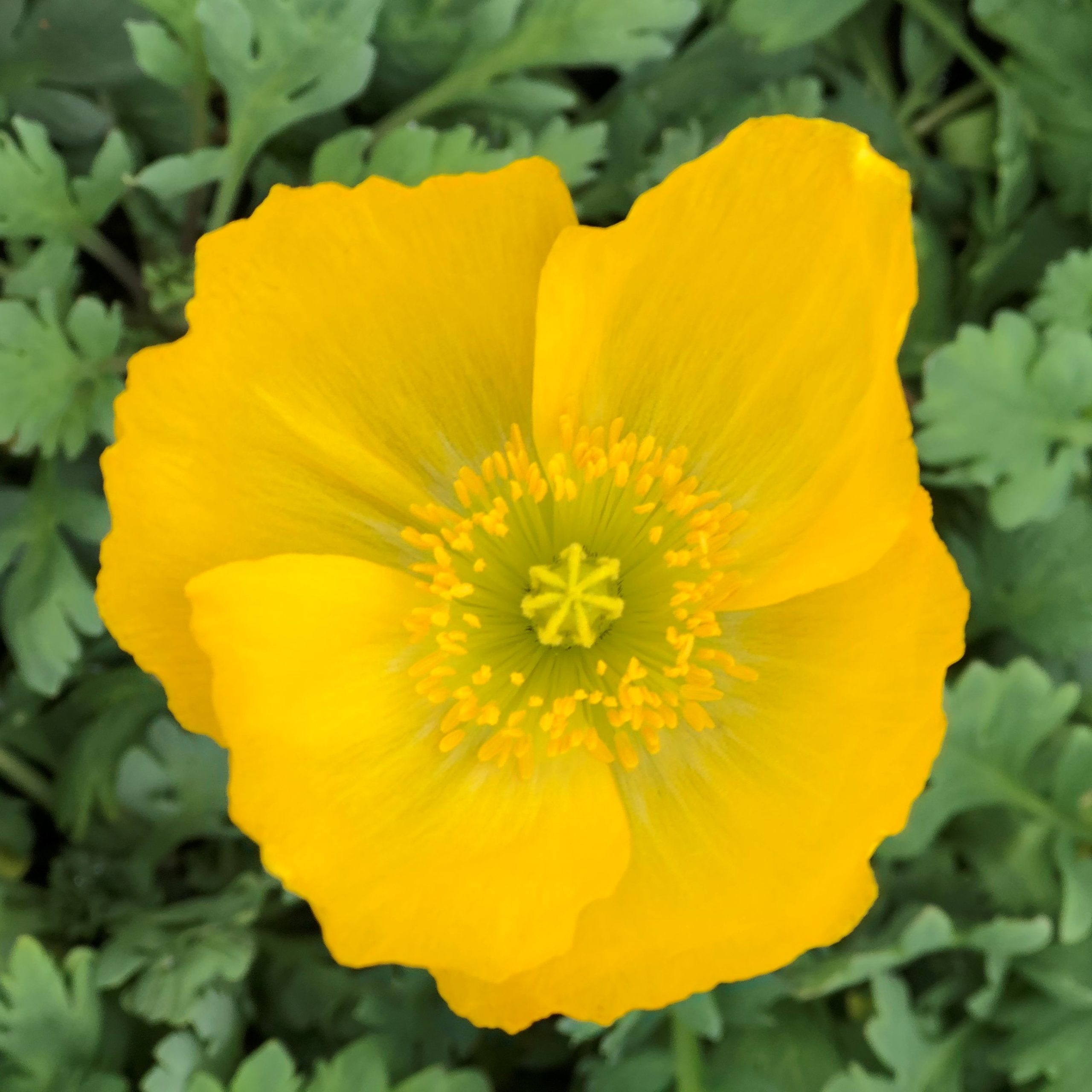 Papaver F1 'Champagne Bubbles Mix' - Iceland Poppy (4" Pot) | Little ...