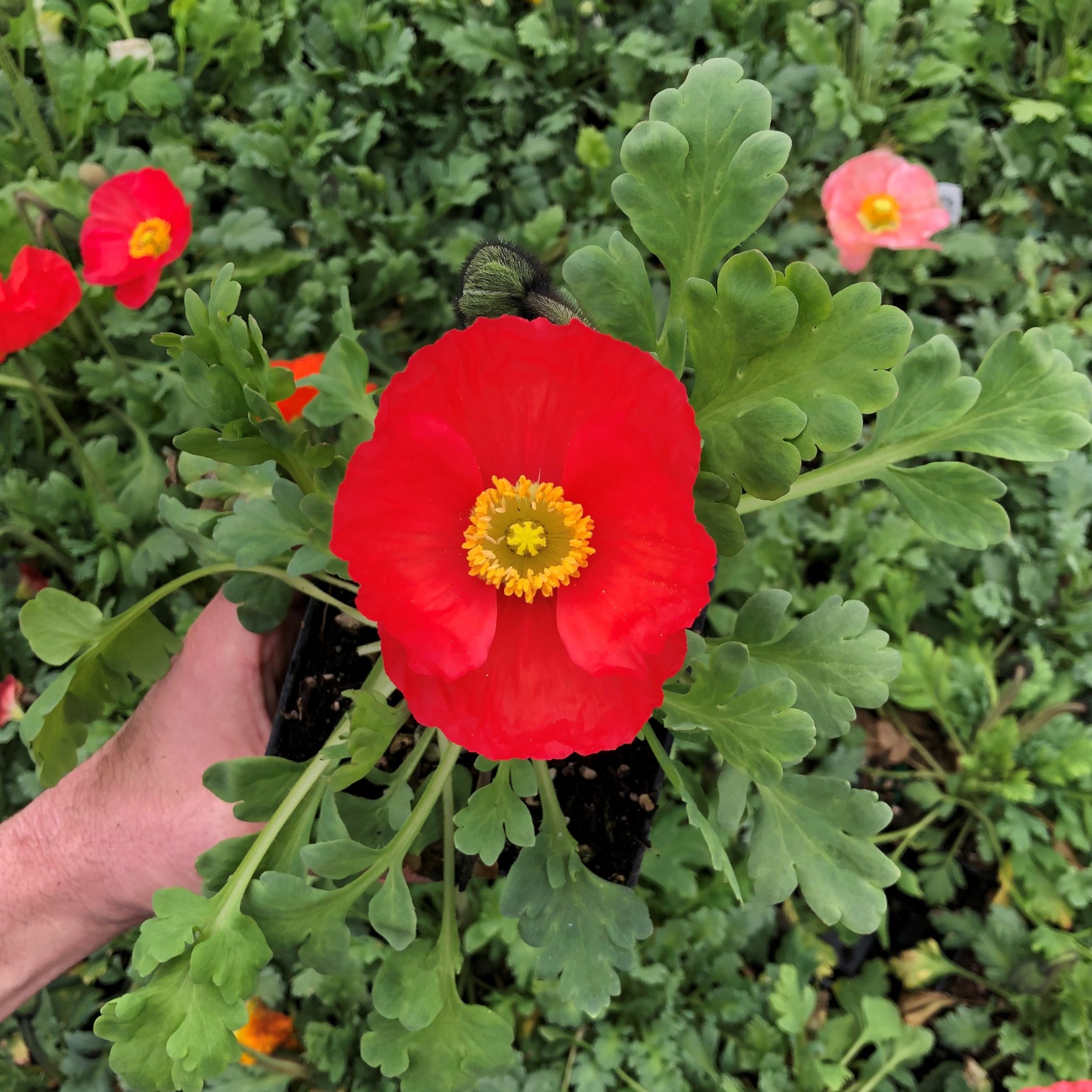 Papaver F1 'Champagne Bubbles Mix' - Iceland Poppy (4" Pot) | Little ...