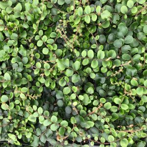 Pellaea rotundifolia - Button Fern (4.5" Pot) | Little Prince of Oregon ...