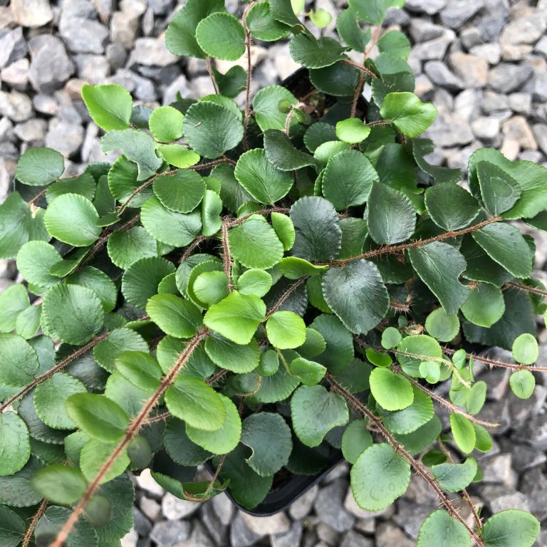 Pellaea rotundifolia - Button Fern (4.5" Pot) | Little Prince of Oregon ...