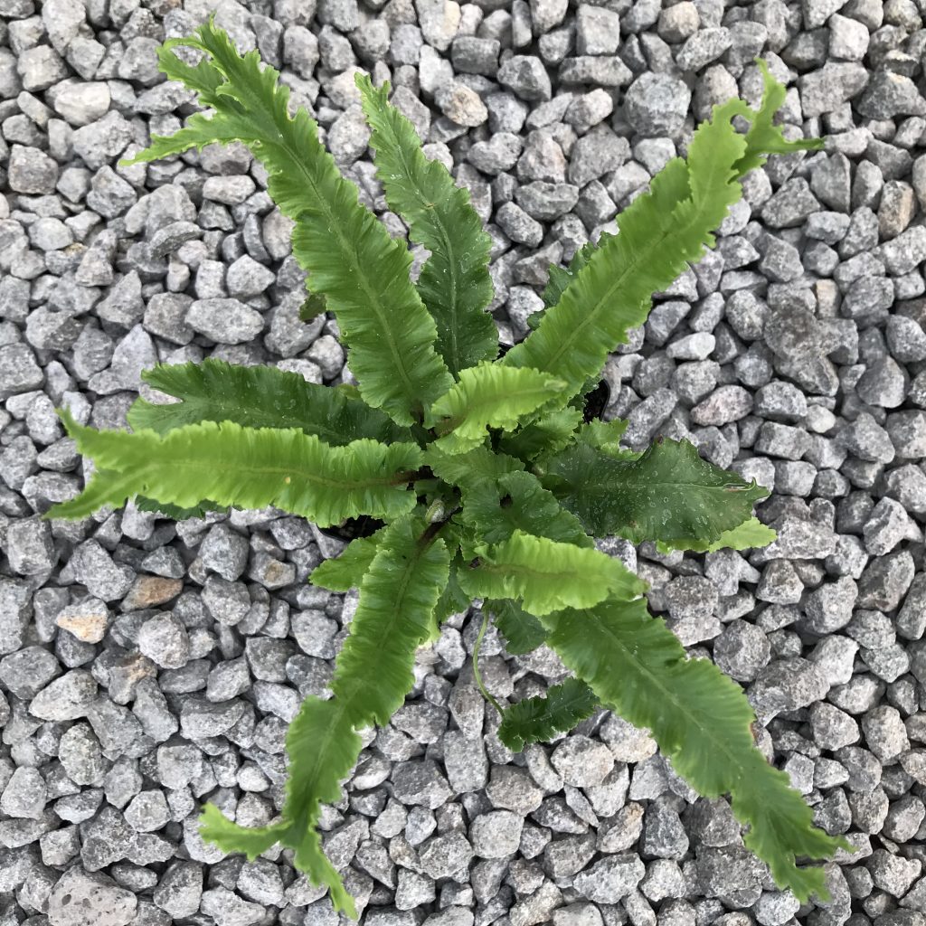 Asplenium scolopendrium 'Angustifolia' - Hart's Tongue Fern (3.5" Pot ...