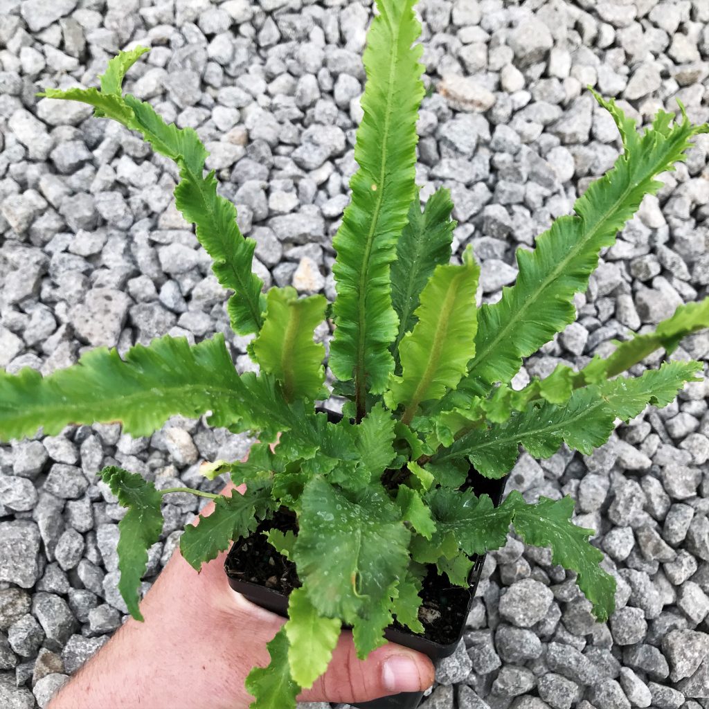 Asplenium scolopendrium 'Angustifolia' - Hart's Tongue Fern (3.5" Pot ...