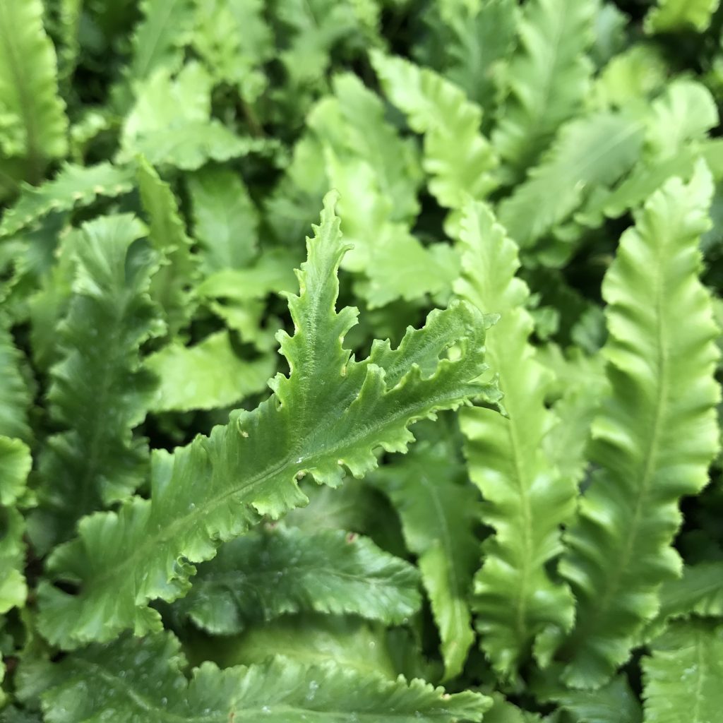 Asplenium scolopendrium 'Angustifolia' - Hart's Tongue Fern (3.5" Pot ...