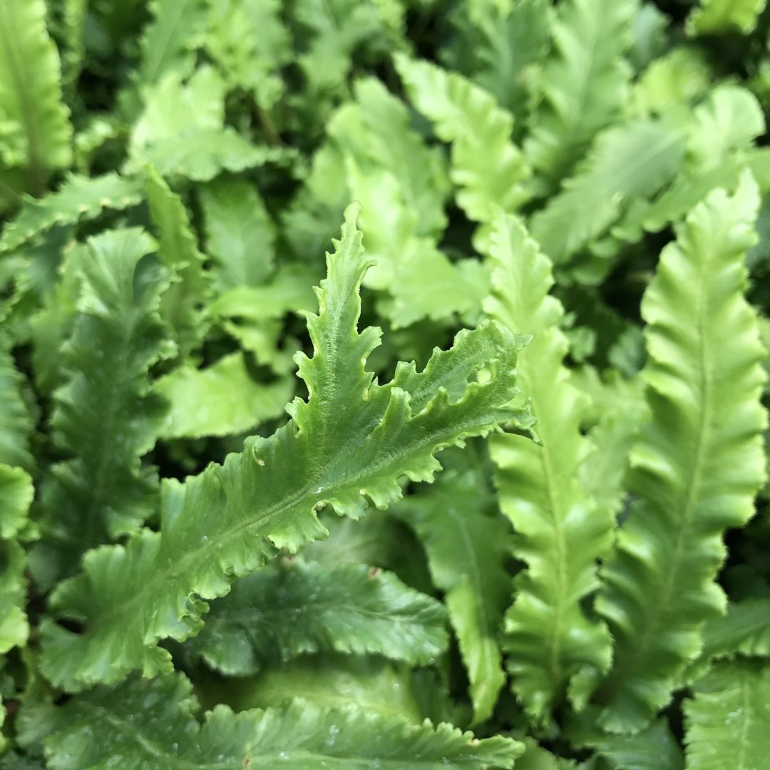 Asplenium scolopendrium 'Angustifolia' - Hart's Tongue Fern (3.5" Pot ...