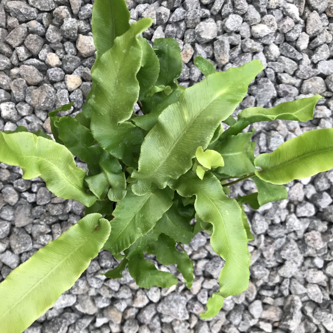 Asplenium scolopendrium 'Undulata' - Hart's Tongue Fern (3.5" Pot ...