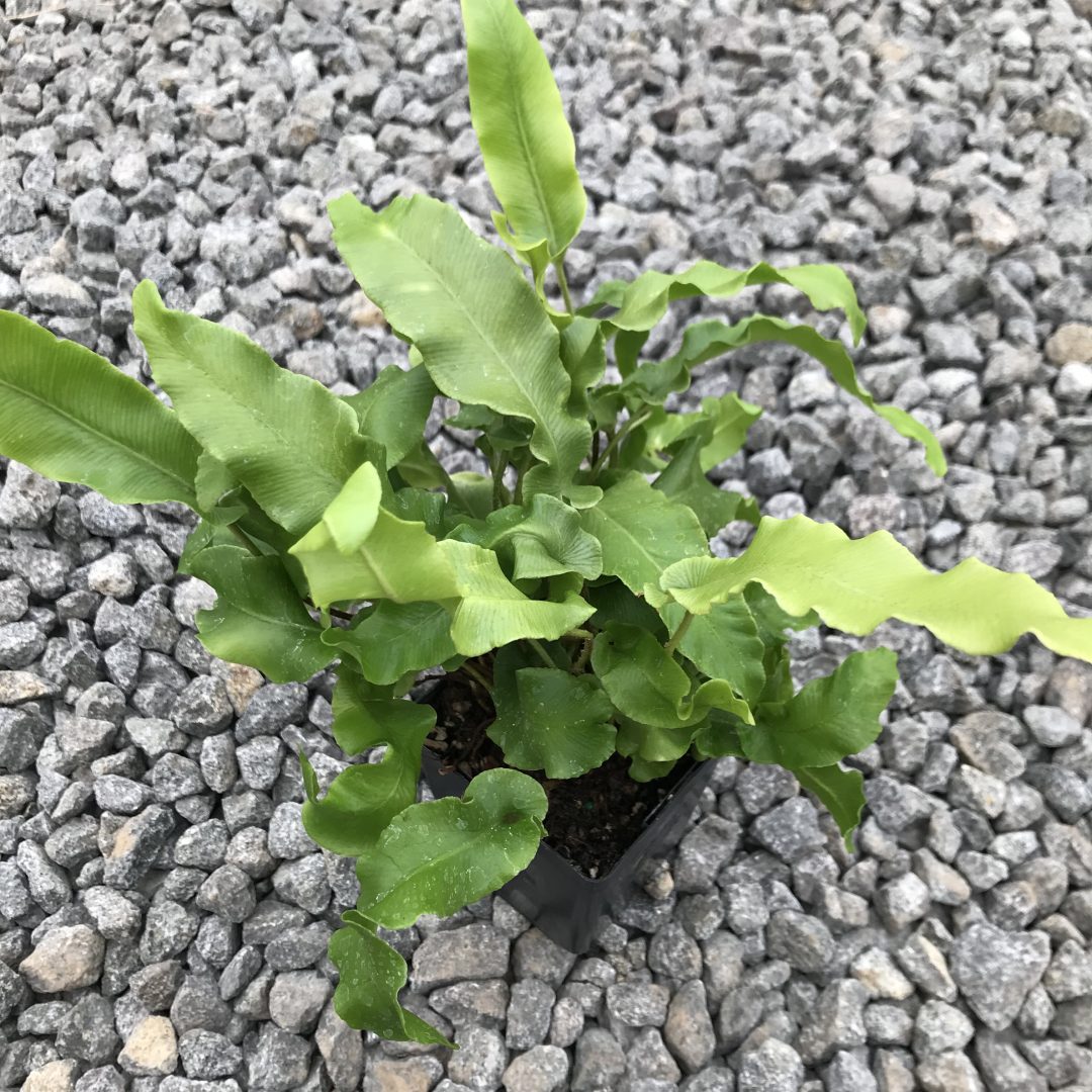 Asplenium scolopendrium 'Undulata' - Hart's Tongue Fern (3.5" Pot ...