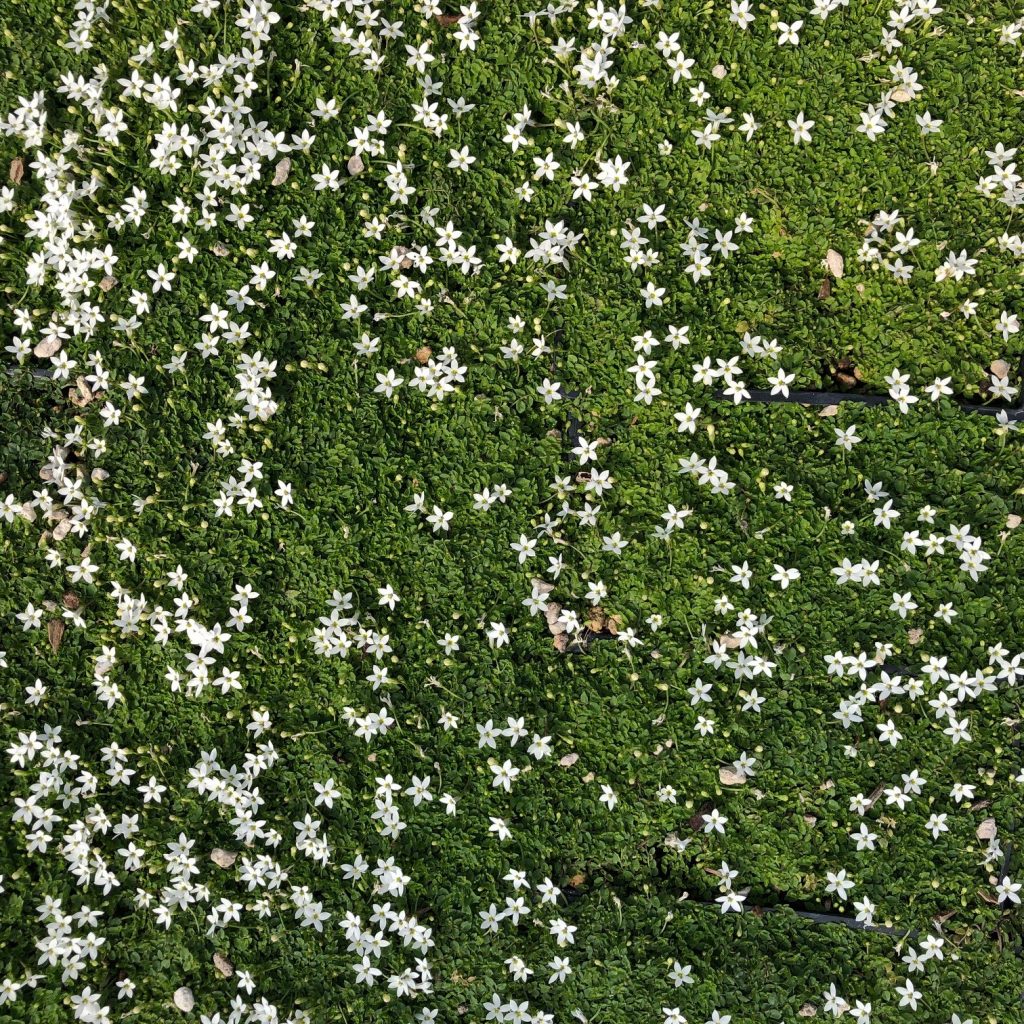 Pratia pedunculata 'Alba' - Super Star Creeper (3.5" Pot) | Little ...