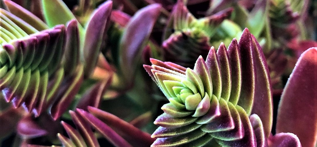 Tropical House Plants | Prince of Paradise™ | Little Prince of Oregon ...