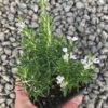 Rosmarinus officinalis 'Huntington Carpet' - Creeping Rosemary (3.5 ...