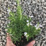 Rosmarinus officinalis 'Huntington Carpet' - Creeping Rosemary (3.5 ...