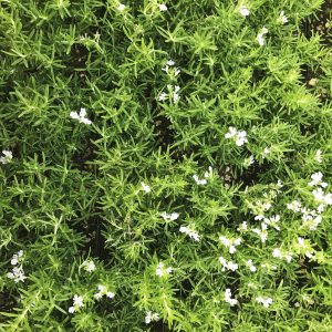 Rosmarinus officinalis 'Huntington Carpet' - Creeping Rosemary (3.5 ...