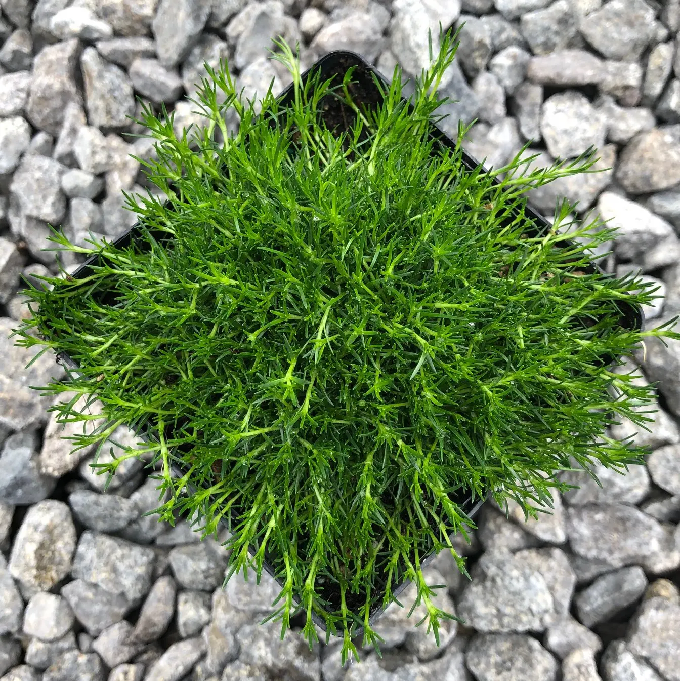 Sagina Subulata Irish Moss 50 IRISH MOSS Groundcover Heath Pearlwort
