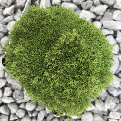 Scleranthus uniflorus - New Zealand Moss (3.5" Pot)3 | Little Prince of ...