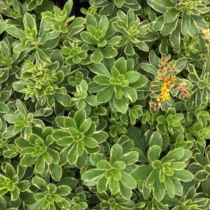 Sedum kamtschaticum 'Variegatum' - Variegated Russian Stonecrop (3.5 ...