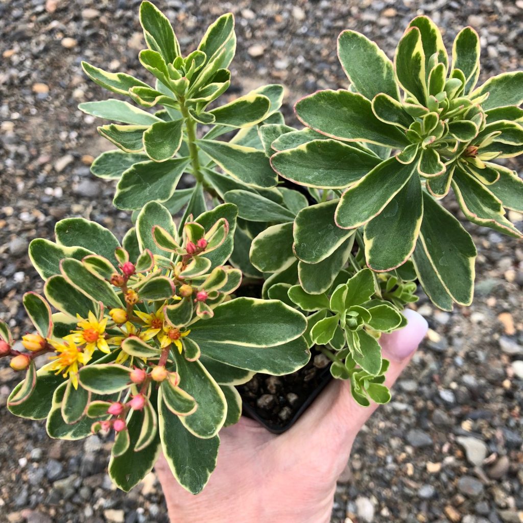 Sedum kamtschaticum 'Variegatum' - Variegated Russian Stonecrop (3.5 ...