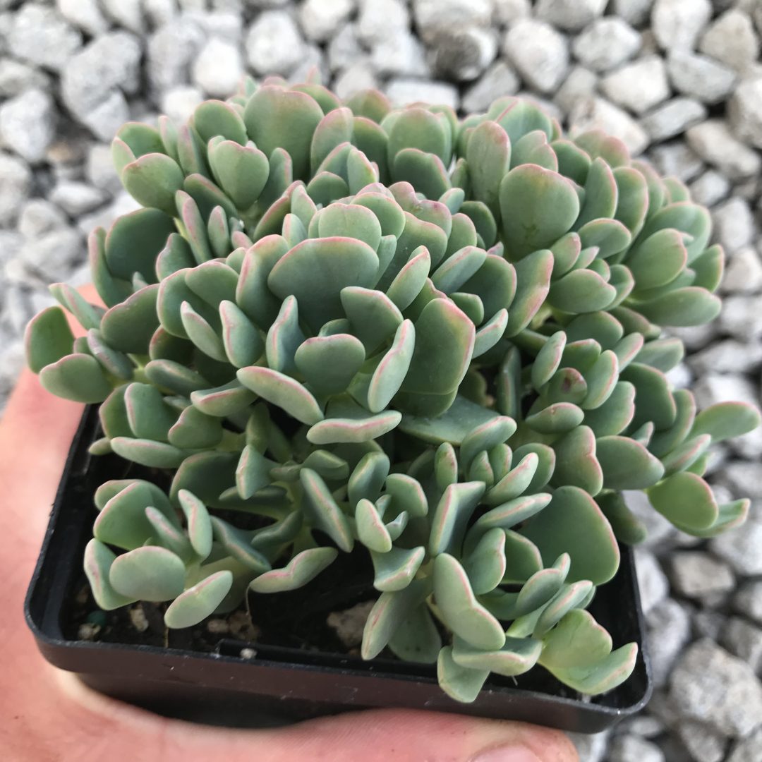 Sedum takesimense Atlantis™ - Korean Stonecrop USPP# 27,454 (3.5" Pot ...