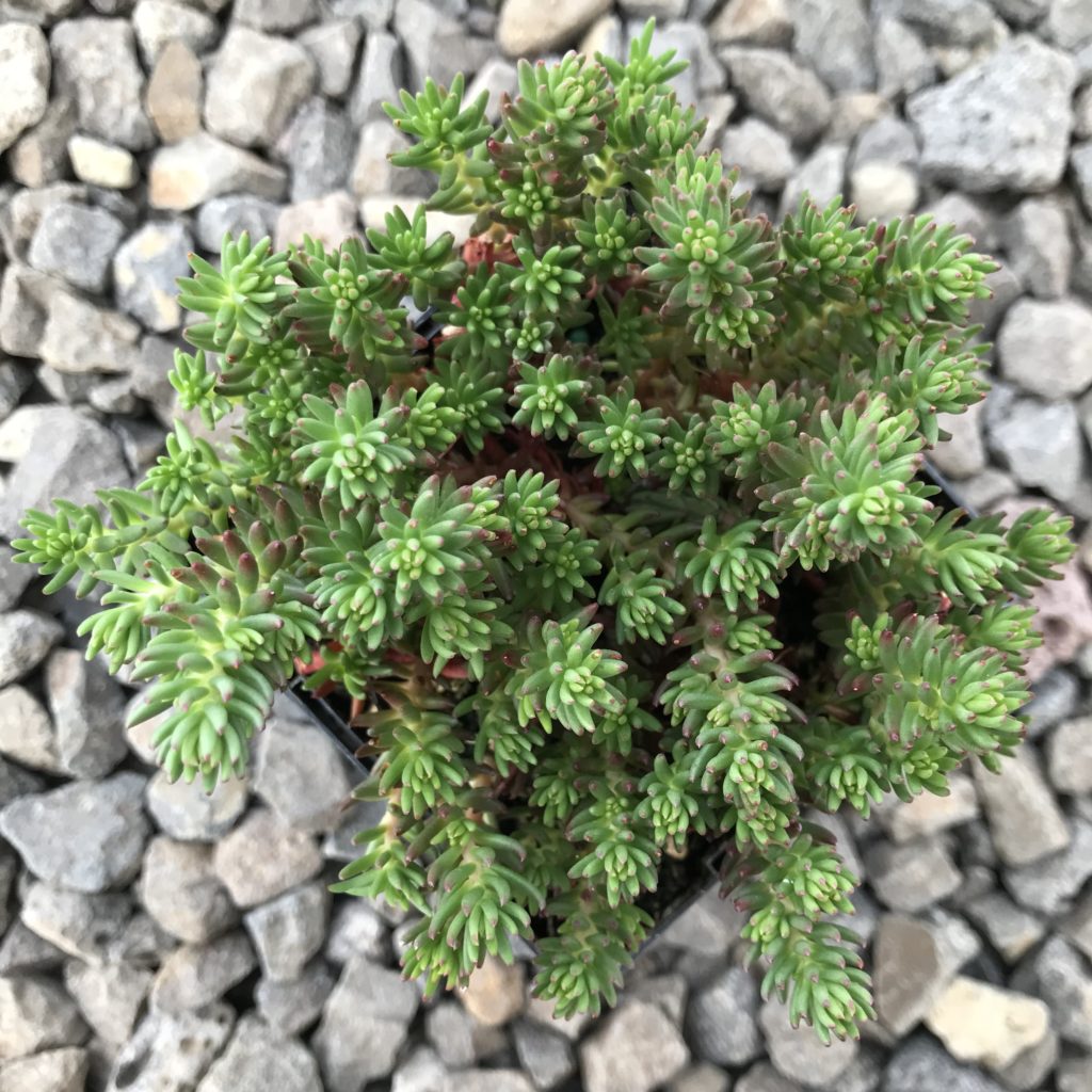Sedum ochroleucum 'Red Wiggle' - Stonecrop (3.5" Pot) | Little Prince ...