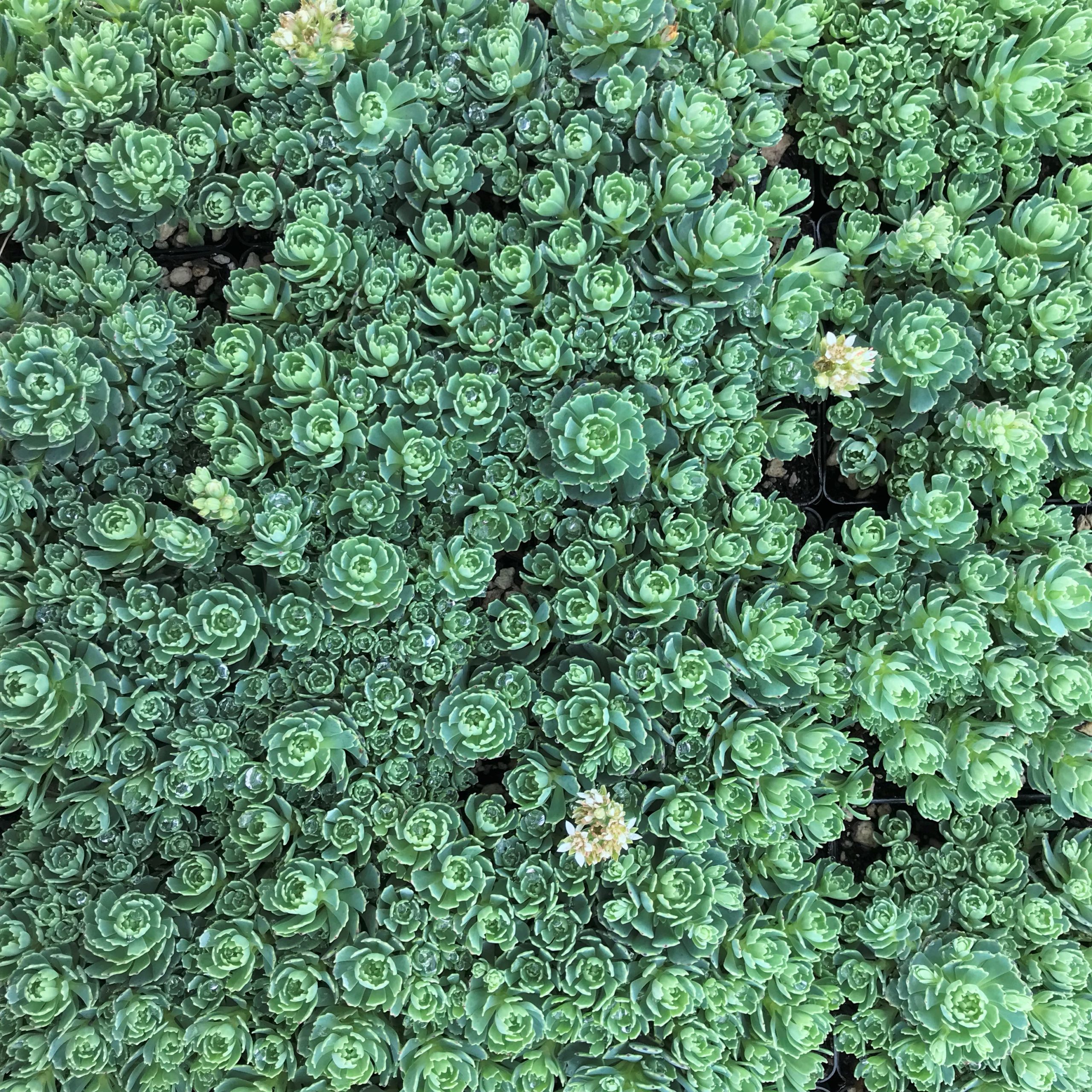 Sedum pachyclados - White Diamond Stonecrop (3.5" Pot) | Little Prince ...