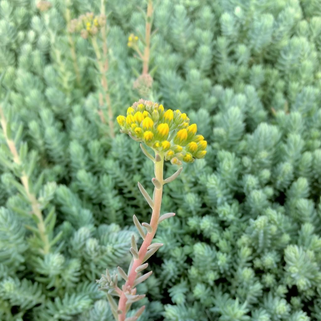 Sedum reflexum 'Blue Spruce' - Blue Spruce Stonecrop (3.5" Pot ...