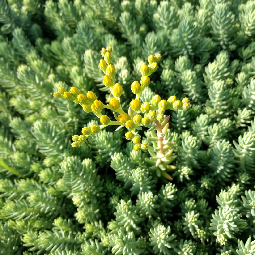 Sedum rupestre 'Silver' -Silver Stonecrop (3.5" Pot) | Little Prince To Go