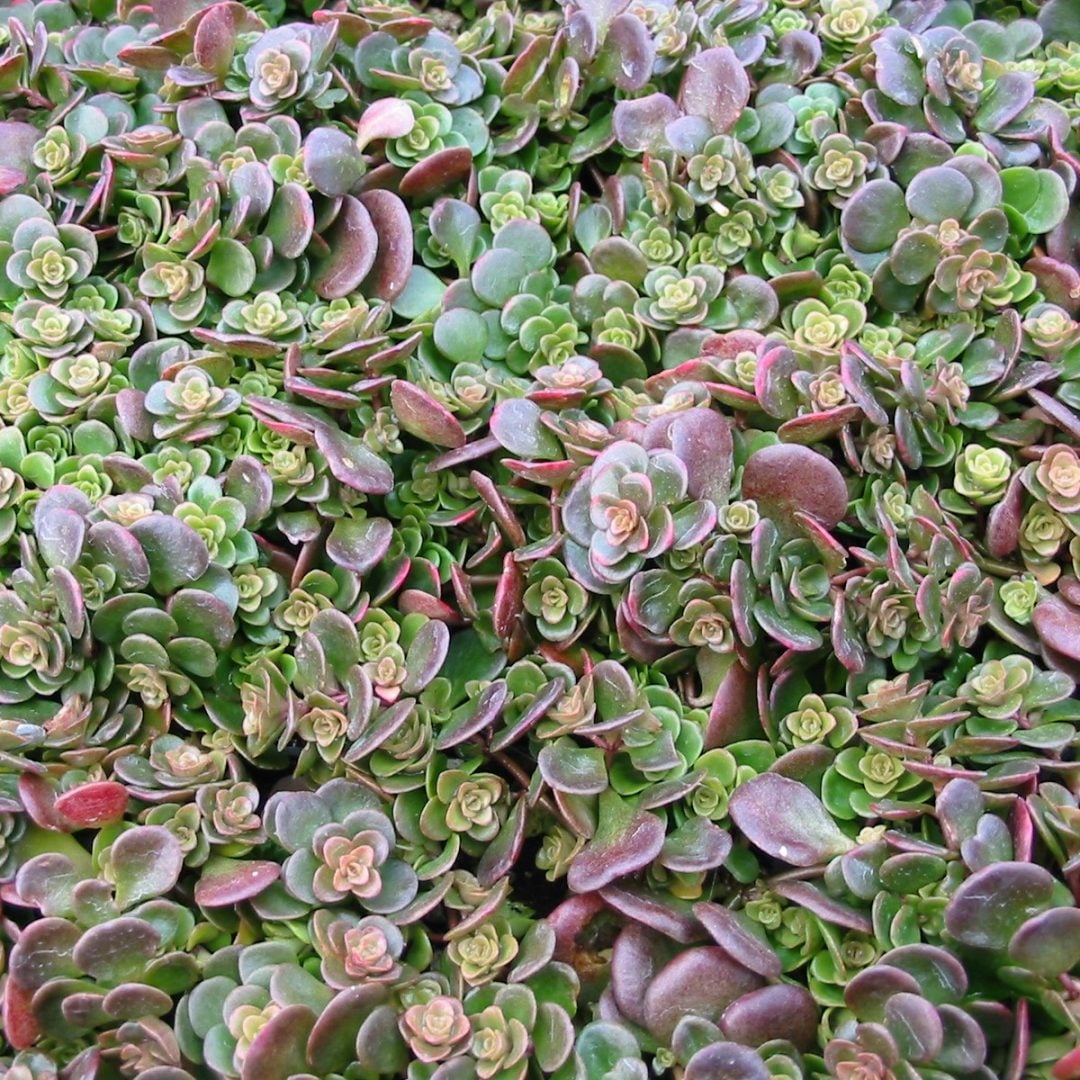 Sedum tetractinum - Chinese Sedum (3.5" Pot) | Little Prince of Oregon ...