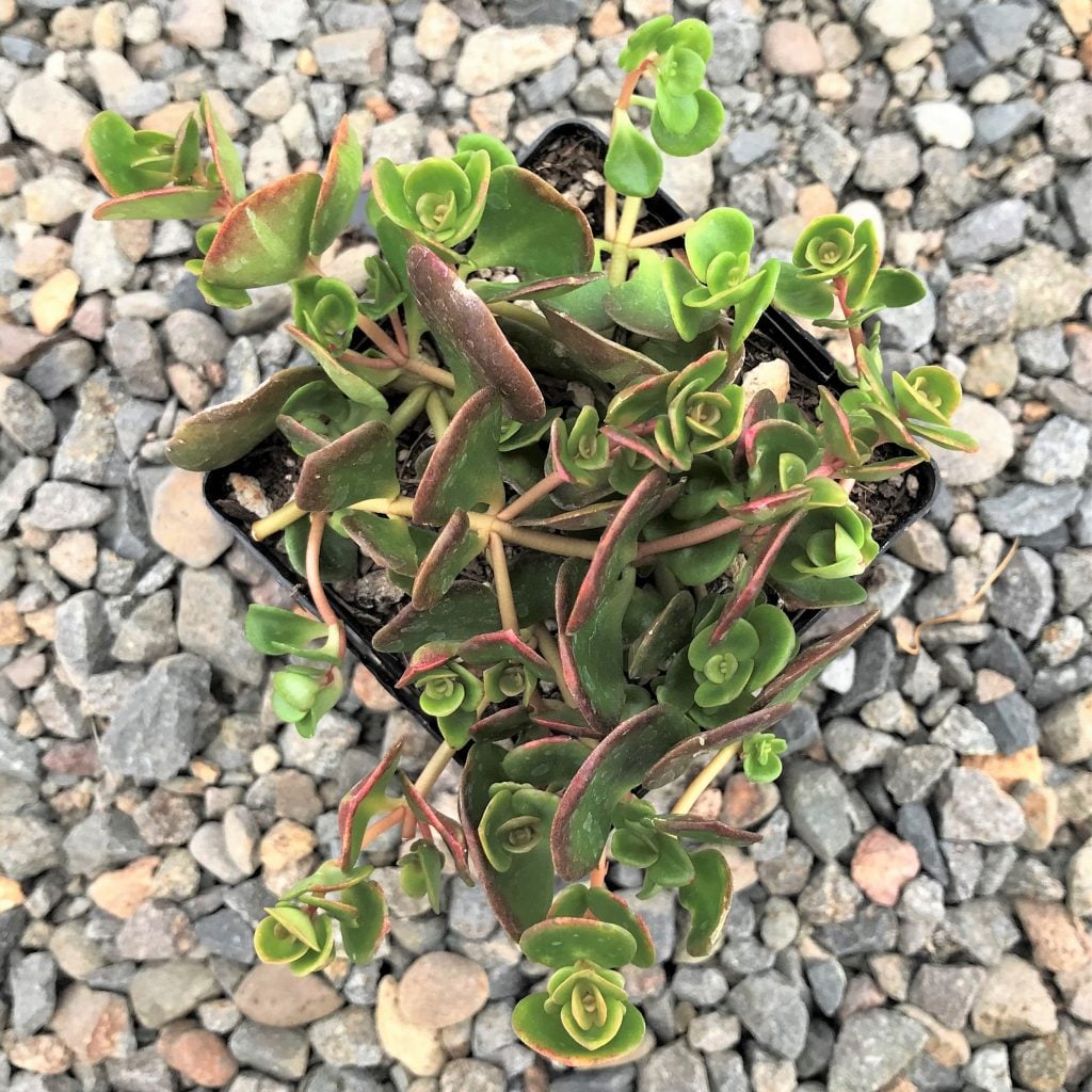 Sedum tetractinum - Chinese Sedum (3.5" Pot) | Little Prince of Oregon ...