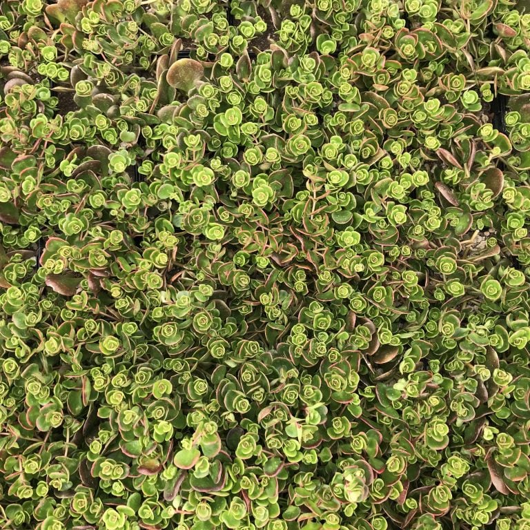 Sedum tetractinum - Chinese Sedum (3.5" Pot) | Little Prince of Oregon ...