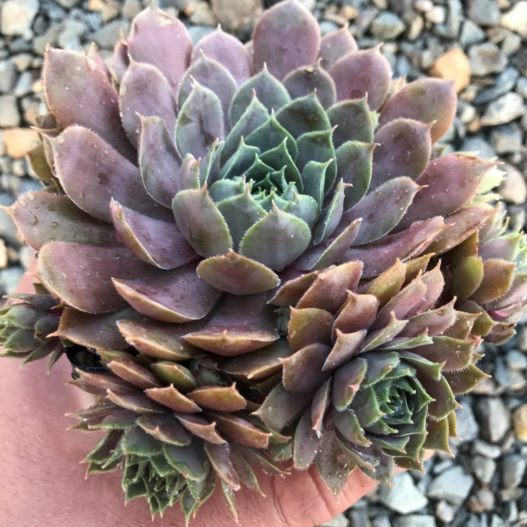Sempervivum Varieties Small