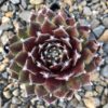 Sempervivum 'Jade Rose' - Hens & Chicks (3.5" Pot) | Little Prince of ...