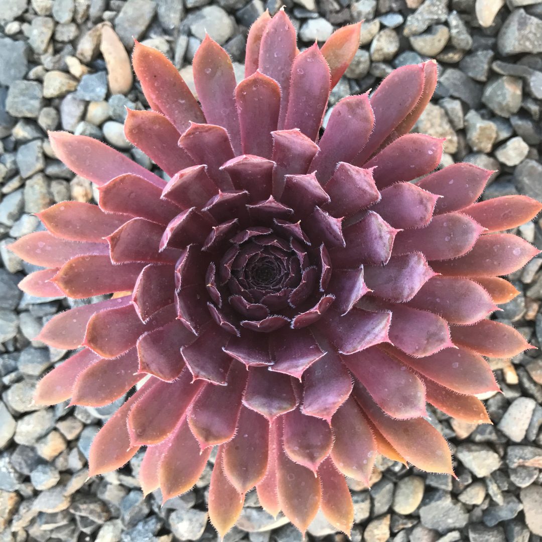 Sempervivum 'Royal Ruby' - Hens & Chicks (3.5" Pot) | Little Prince of ...