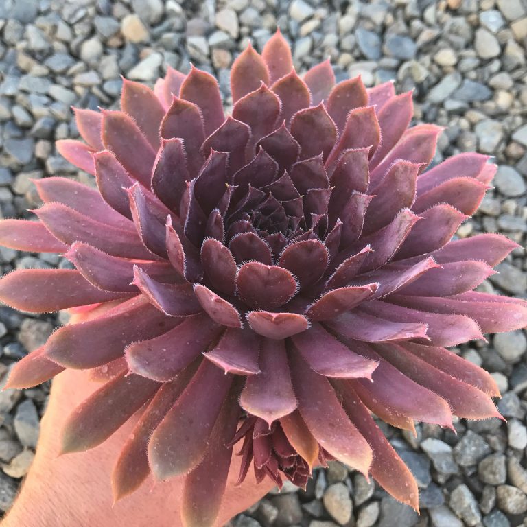 Sempervivum 'Royal Ruby' - Hens & Chicks (3.5" Pot) | Little Prince To Go